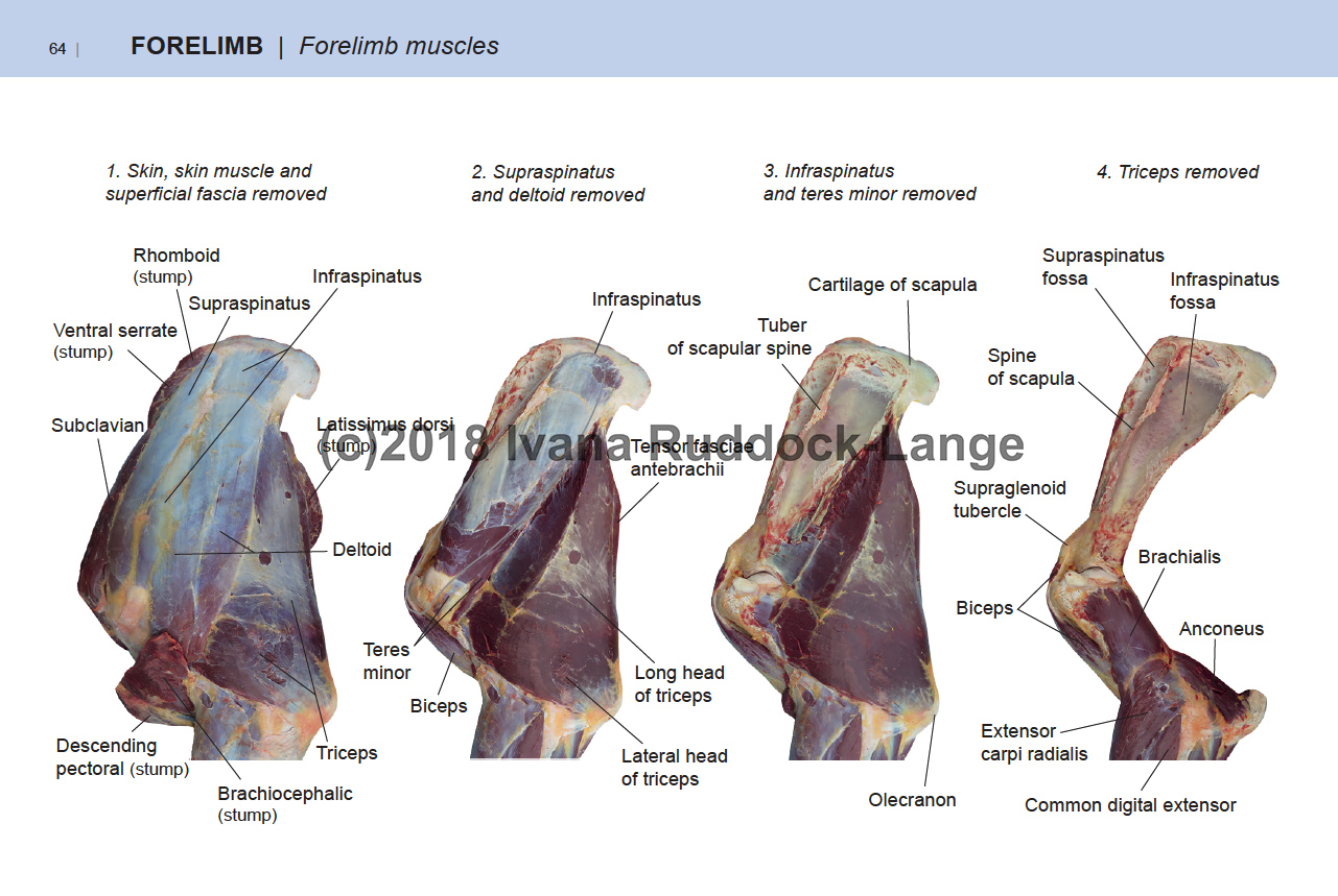 Atlas – Ivana Ruddock-Lange