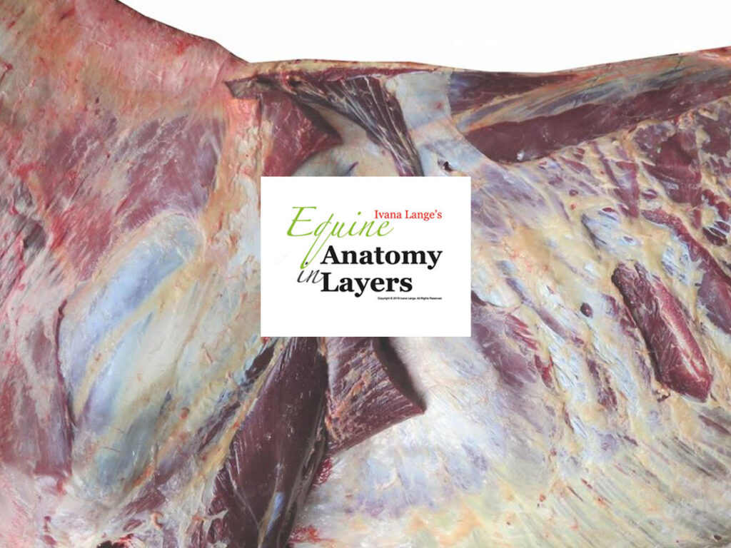 Dissection – Ivana Ruddock-Lange