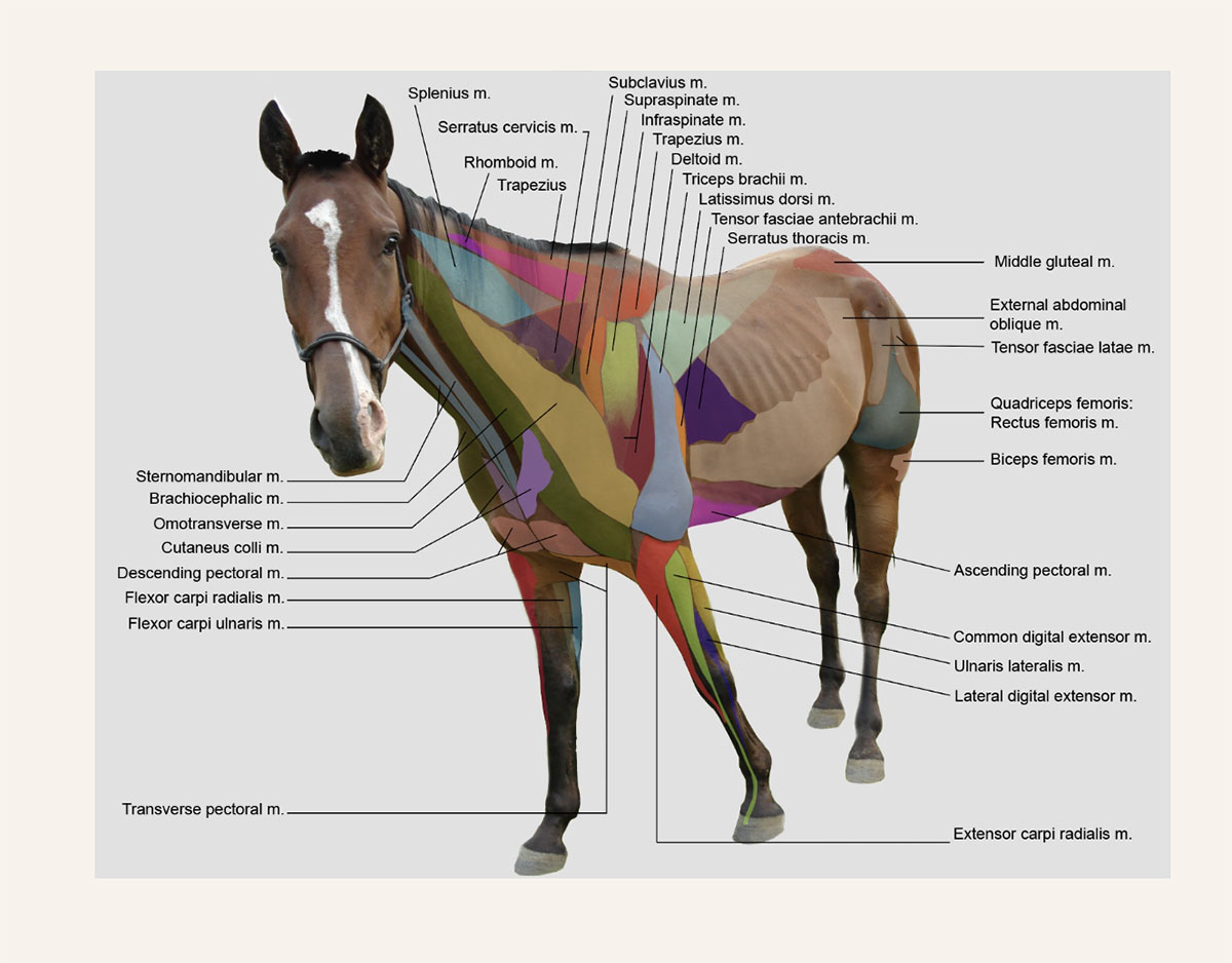 Ivana Ruddock-Lange – Vet / Anatomist / Bodyworker / Author / Founder ...